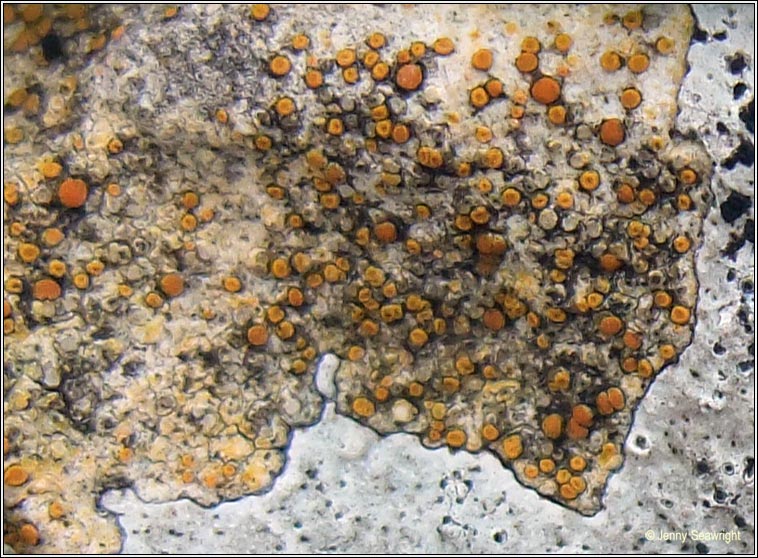 Irish Lichens Caloplaca Ochracea
